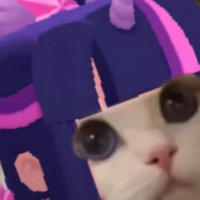 猫北北的日常