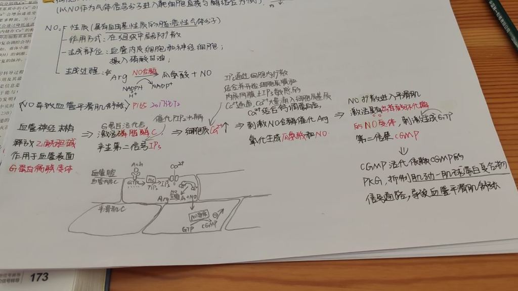 NO导致血管平滑肌舒张的原理