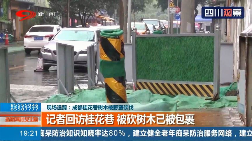 成都桂花巷树木被野蛮砍伐,记者回访发现被砍树木已被包裹