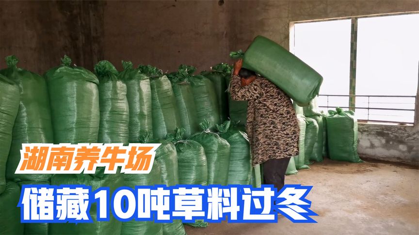 喂牛的草料贵吗?湖南养牛场,花5000才买了10吨青储饲料