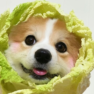 小登--- 