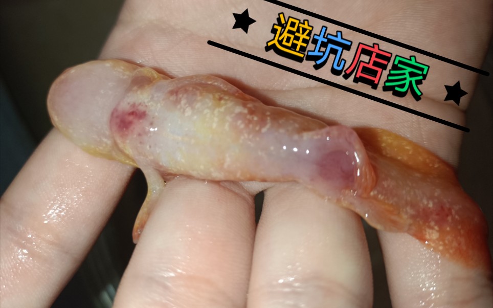 某宝第一次购买六角恐龙因为包装简陋加上暴力运输导致翻车(╥ω╥`)