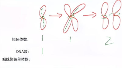 1分钟,教你数染色体,DNA,染色单体