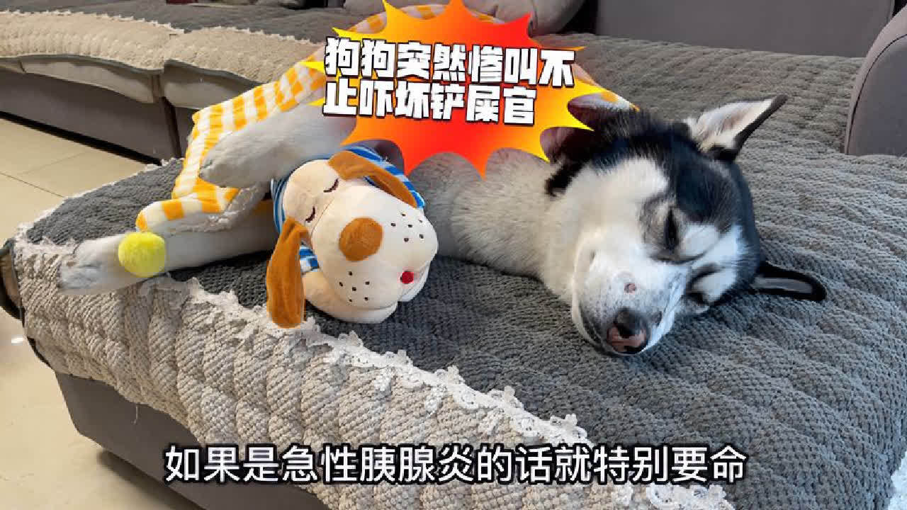 狗狗突然惨叫不止,主人跑出去一看,吓得魂儿都没了!