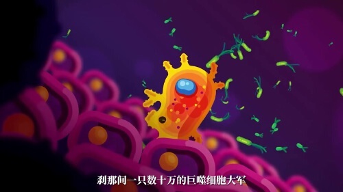 巨噬细胞到底是如何保护你的,一