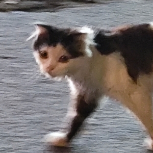 张大炮猛吃猛练 