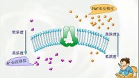 实例阐述细胞膜的结构特点和功能特性之间的辨证关系