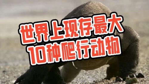 世界上现存最大的10种爬行动物,恐怖超出你的想象?