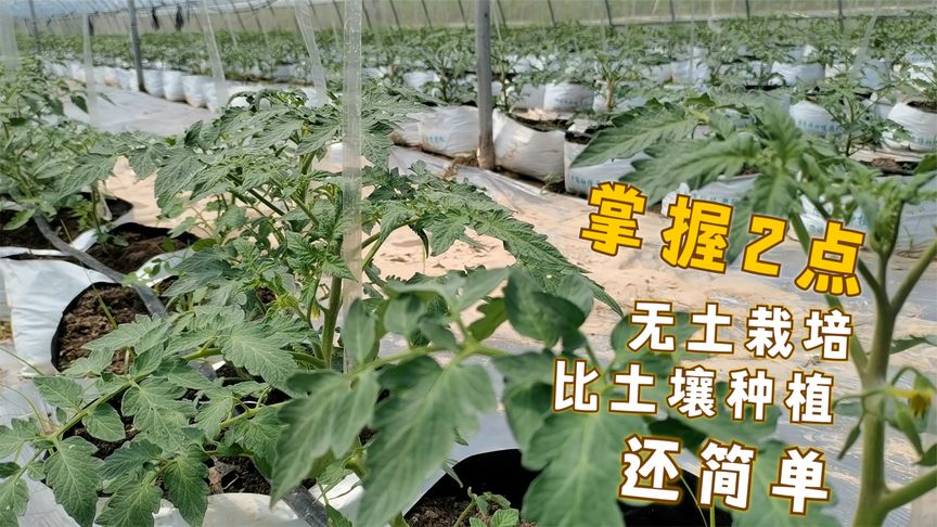 掌握2点,轻轻松松无土栽培种番茄,比土壤种植还简单