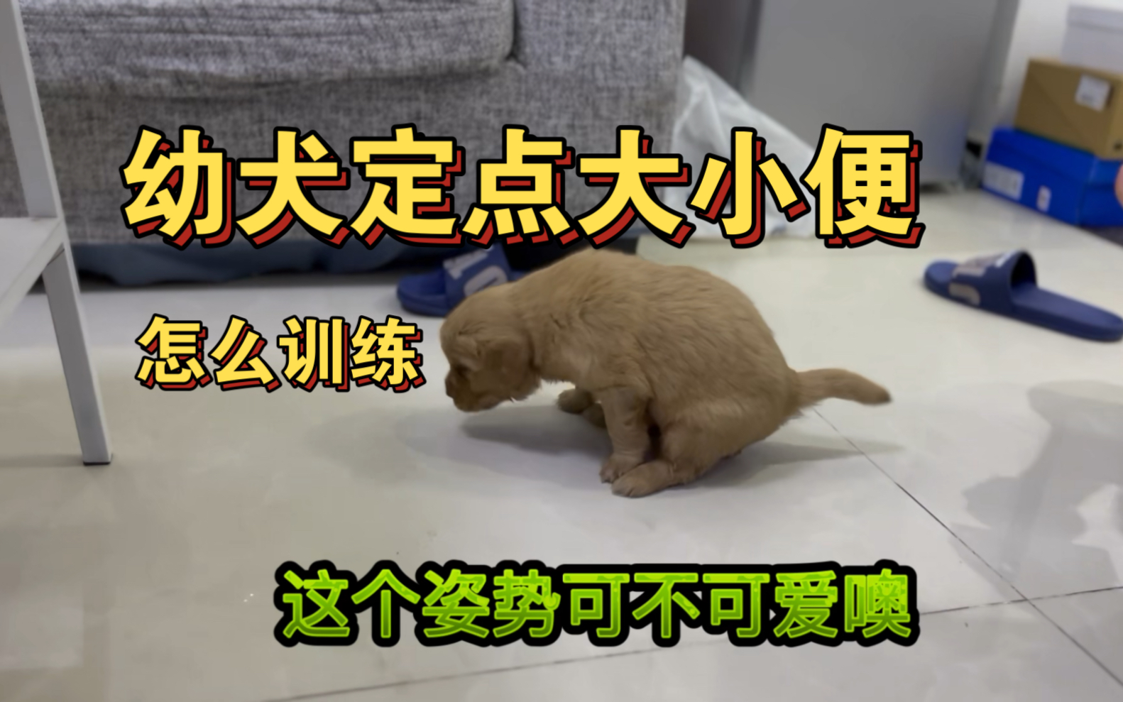 如何训练幼犬定点上厕所?训练狗狗定点大小便过程中要注意的事有哪...