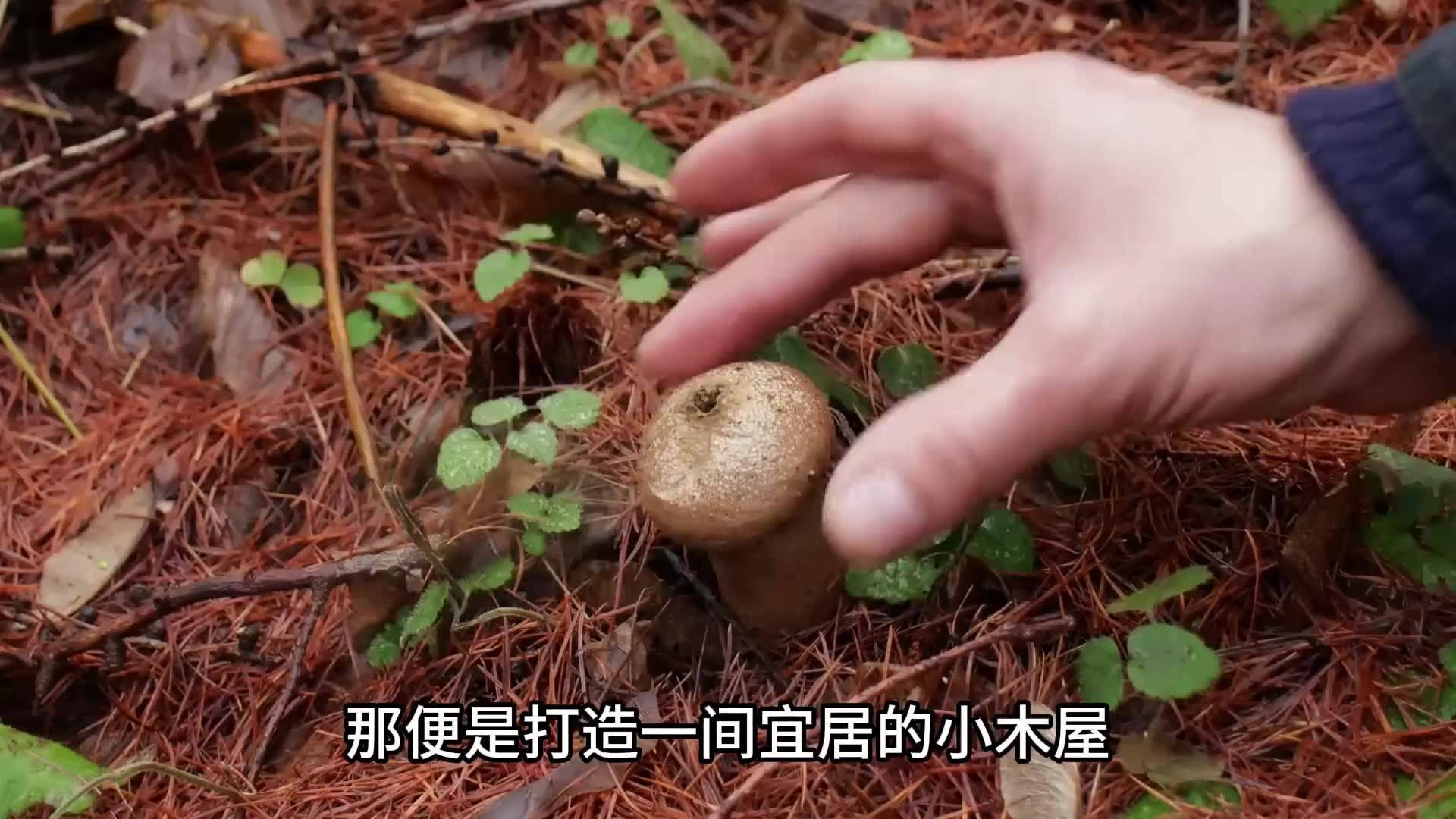 独自一人在森林里搭建小木屋