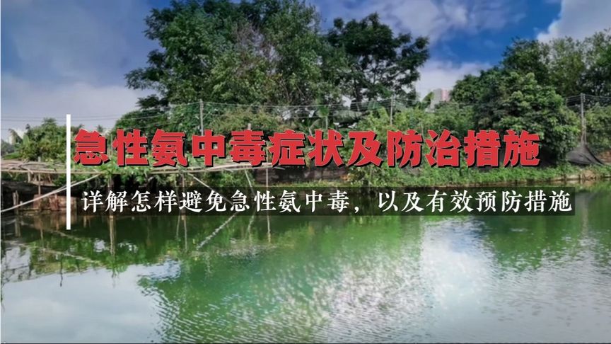 ​警惕!水产养殖急性氨中毒都表现有哪些症状及如何有效防治