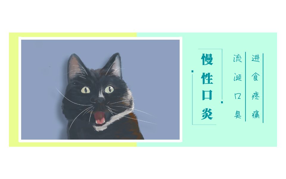 猫慢性口炎2.0|一定要拔牙吗