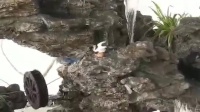  英石假山产地直销 中式庭院水池景观装饰 阳台鱼池水景造景石