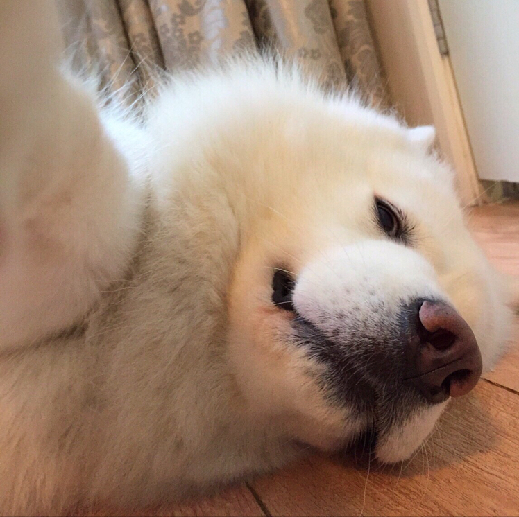 Cc秀 