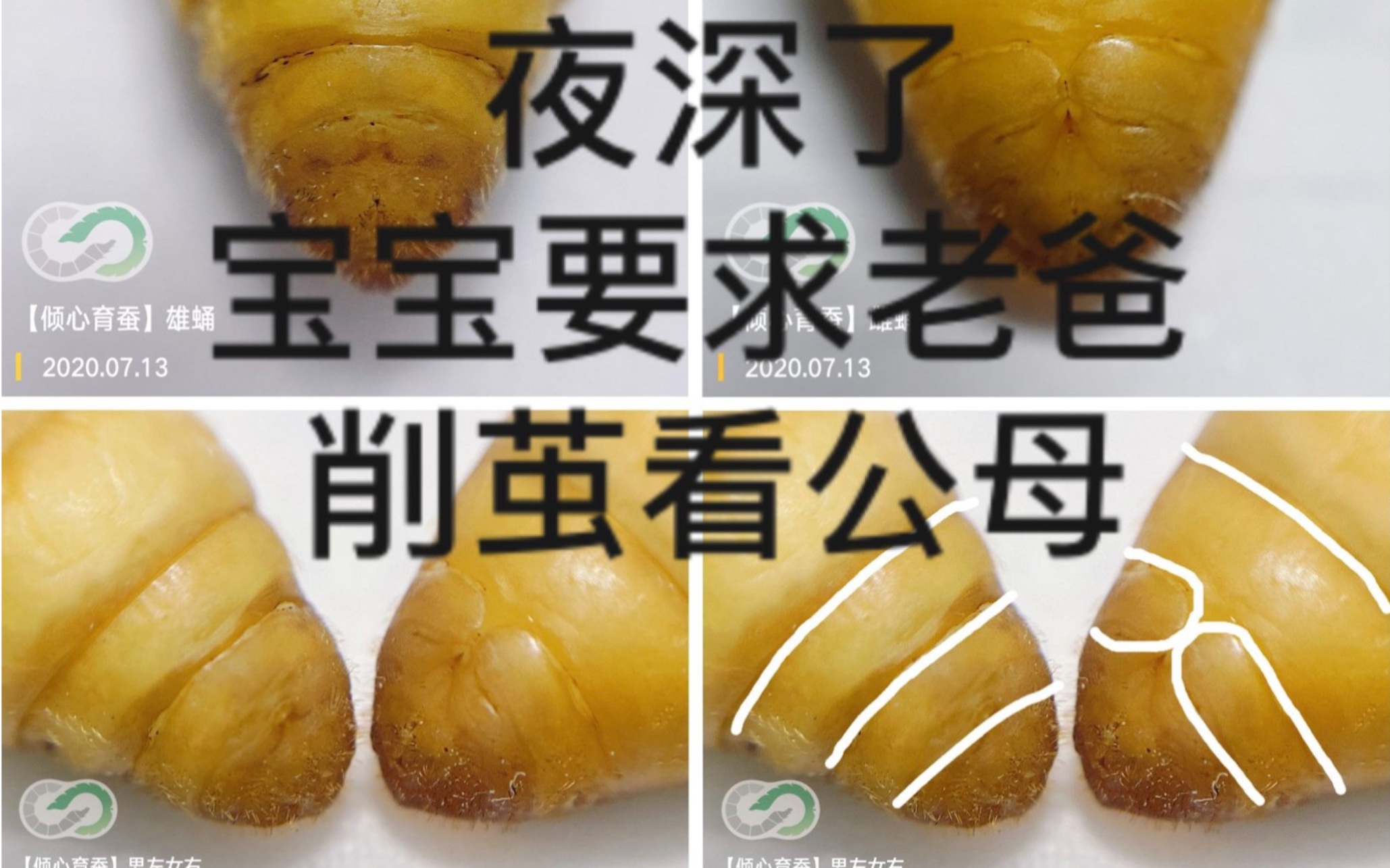 夜深了,宝宝要求老爸削茧看公母