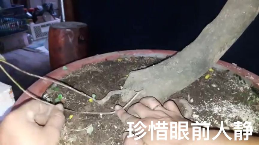 高手把芒果树修剪整形成文人盆景,造型优雅精致,秀美飘逸!