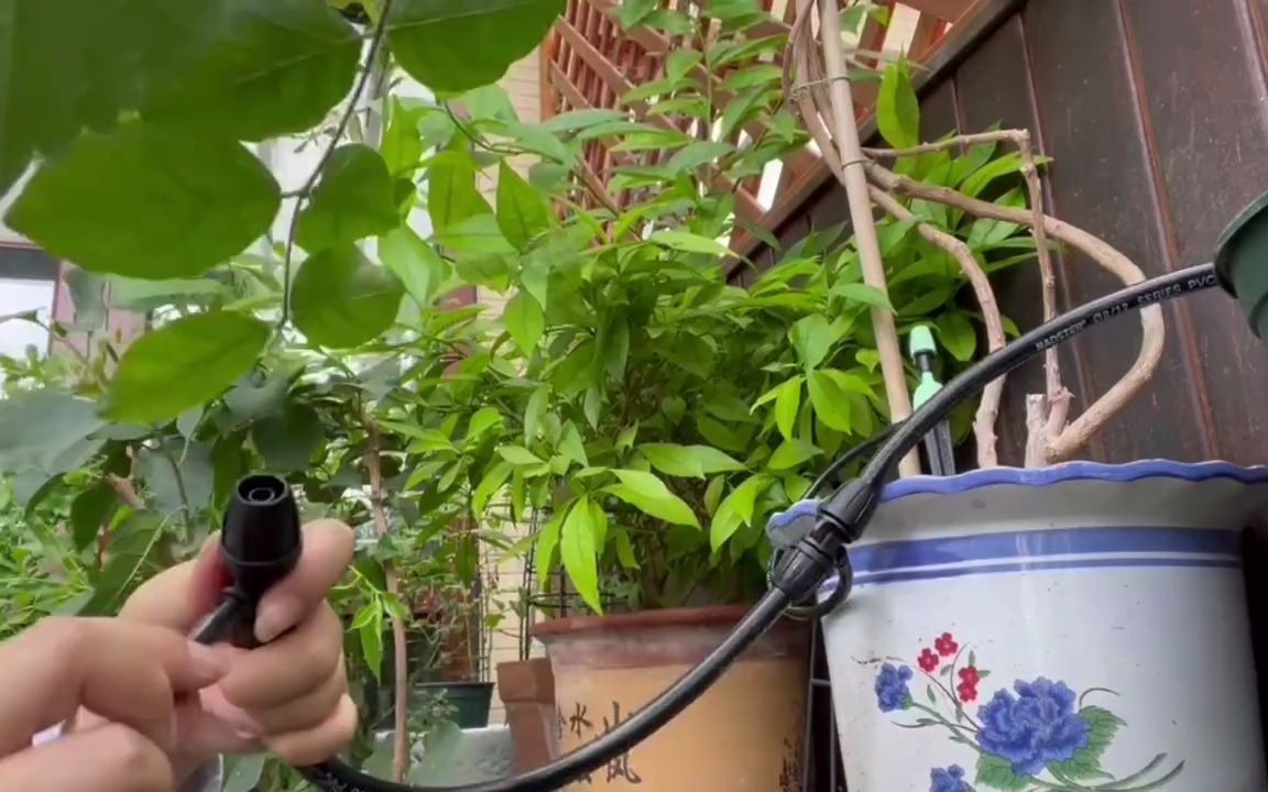 园艺种植 | 自动喷淋装置对花卉的作用