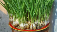 想种蒜苗没有土?教你在家水培大蒜,简单又方便,再也不用买着吃