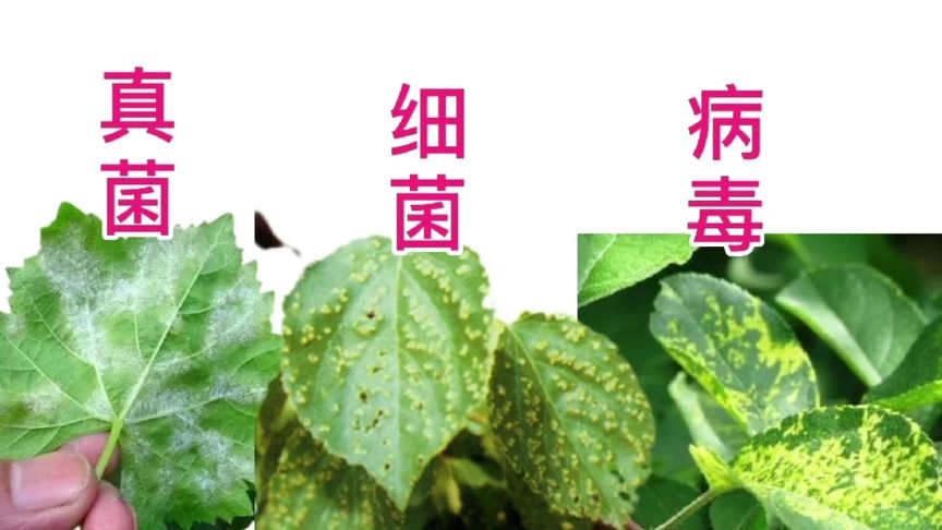 辨别真菌、细菌、病毒病害的直观办法。