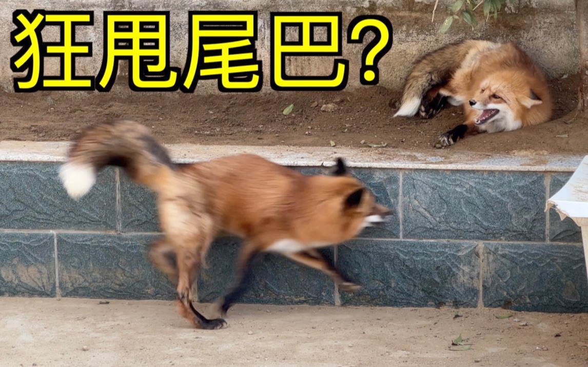 狐狸特有的求偶动作,给我看懵了,狂甩尾巴!