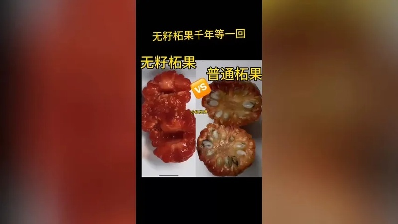 无籽柘果千年等一回,填补国内空白,无籽无渣口感绝佳,香甜味美