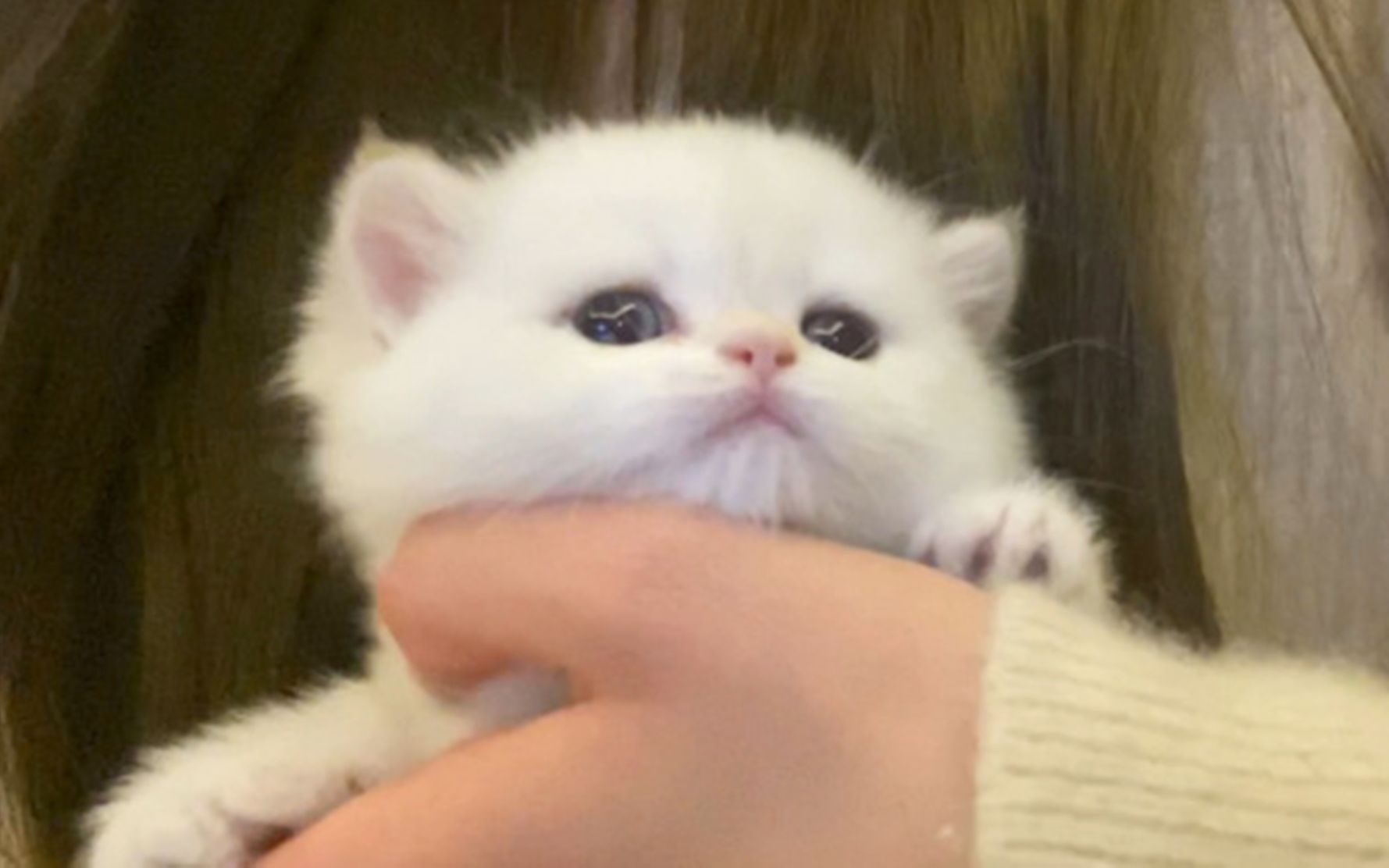 “拜托,会动的小猫简直是人间瑰宝”