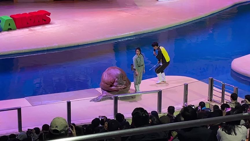 #海象表演 防疫意识超强的海象,还会吹喇叭ߓ