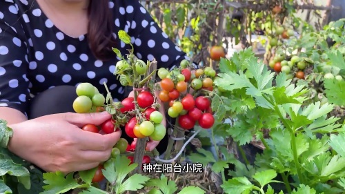 在家种些矮生小番茄,好种植易管理,而且好看又好吃