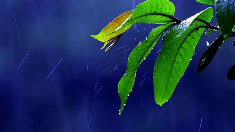 "不怕七月二十晴,就怕七月二十雨",今日七月二十,下雨啥说法