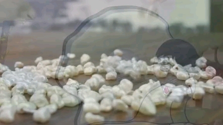 珍珠分为有核和无核,你知道他们分别是怎么形成的吗?