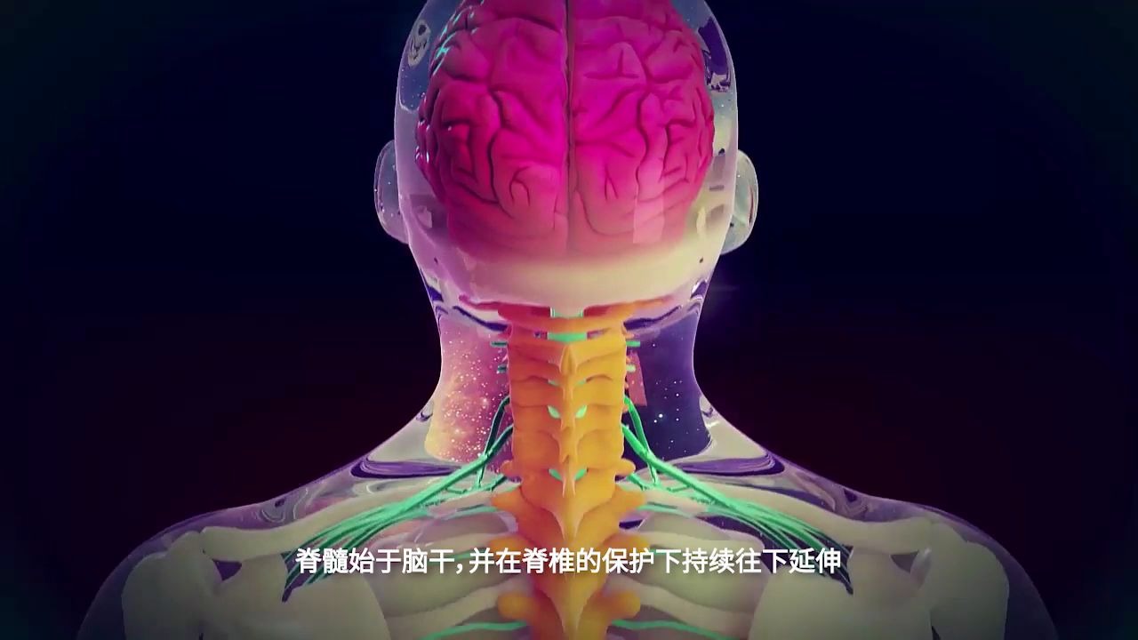 医学动画:人体神经系统,来看看了解一下呗