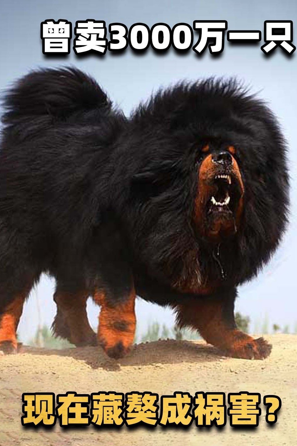 曾经价值一套房的藏獒,如今却成了伤人野兽?藏獒经历了什么?