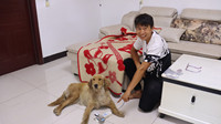 小伙没钱给金毛买肉吃,它却把银行卡插在充电器上充钱,真是搞笑
