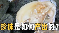 珍珠是怎样形成的?都是从蚌里产生的吗?蚌里的珍珠又是怎样形成