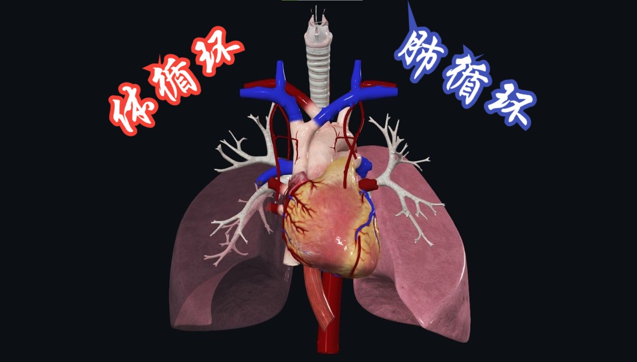 体循环与肺循环,一次性给您讲明白
