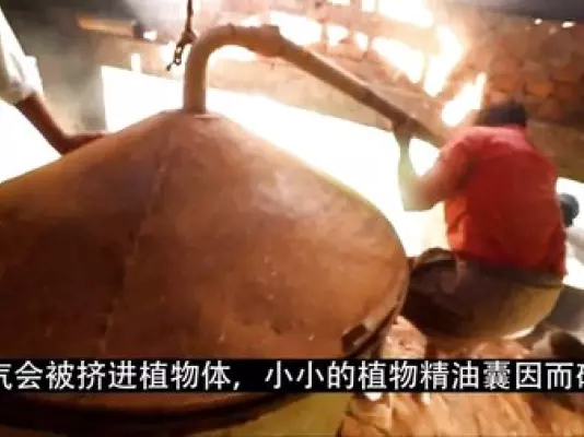 精油科学丨水蒸气蒸馏法