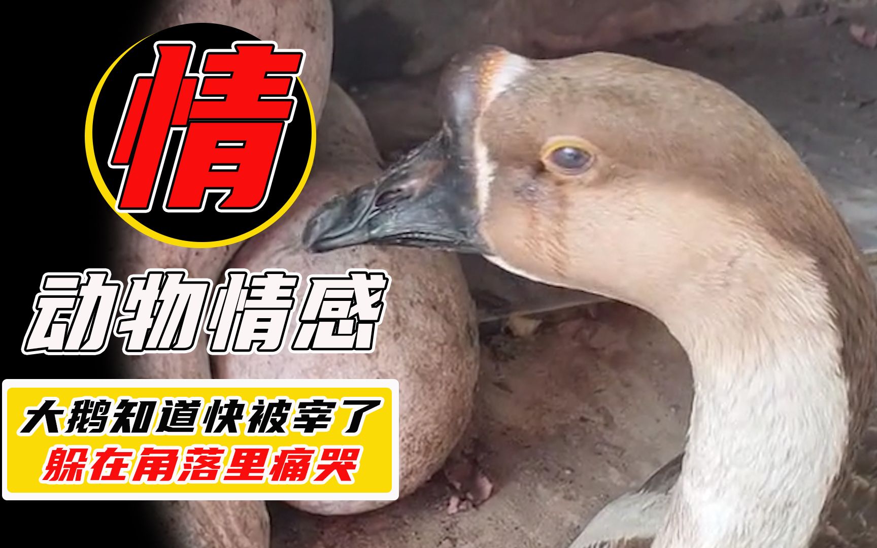 大鹅知道自己快被宰了,躲在角落里哭泣,动物会因害怕而哭泣吗?