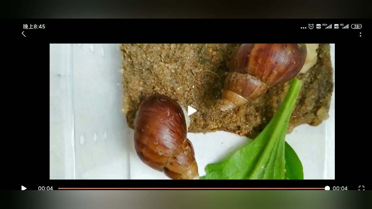 教科版小学科学一下2.3观察一种动物