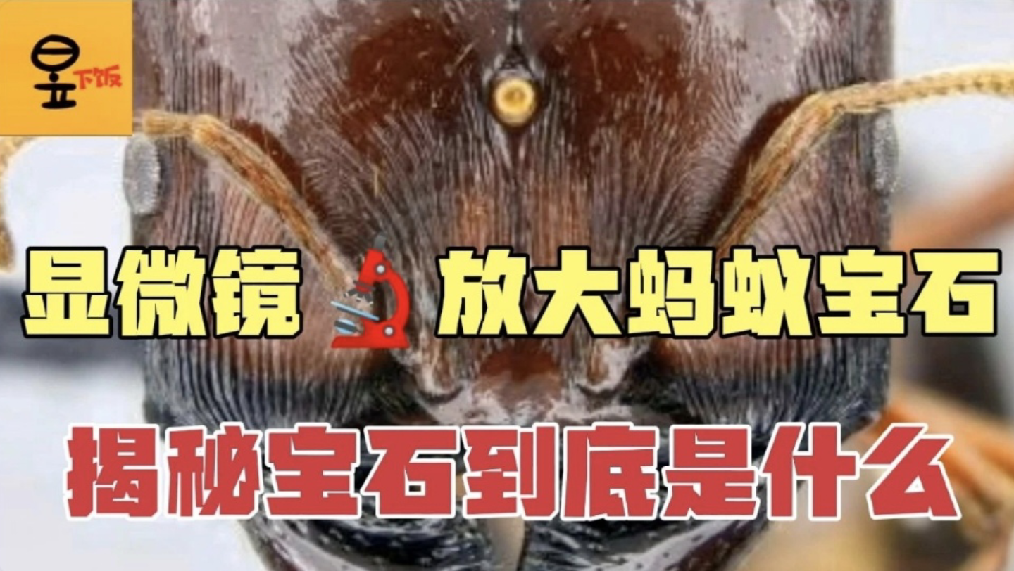 显微镜放大蚂蚁头上的宝石500倍,揭秘蚂蚁头上宝石到底是什么?