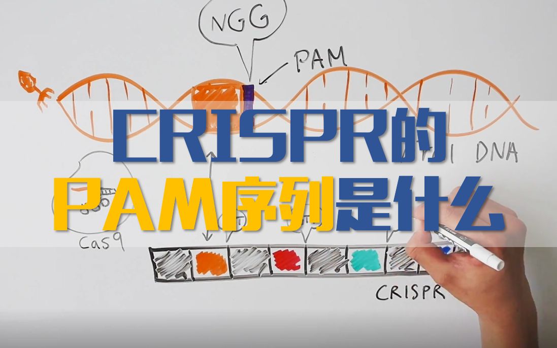 CRISPR的PAM 是什么? 为什么要有PAM 序列呢?