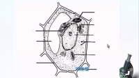 3.2.1细胞器的结构与功能