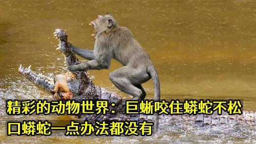 精彩的动物世界:巨蜥咬住蟒蛇不松口蟒蛇一点办法都没有