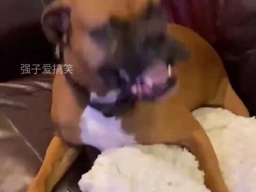 模仿动物说话,简直太逗了!