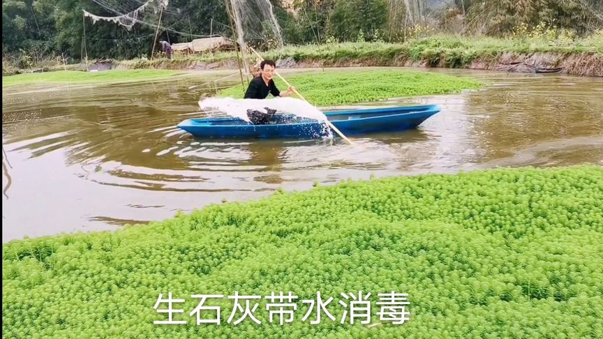 小龙虾想要养得好,池塘消毒要去做,我用生石灰带水消毒,大家呢