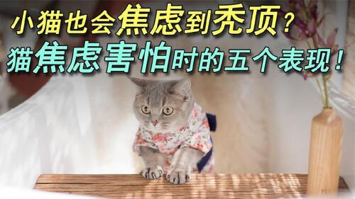 小猫也会焦虑到秃顶?猫焦虑害怕时的五个表现!