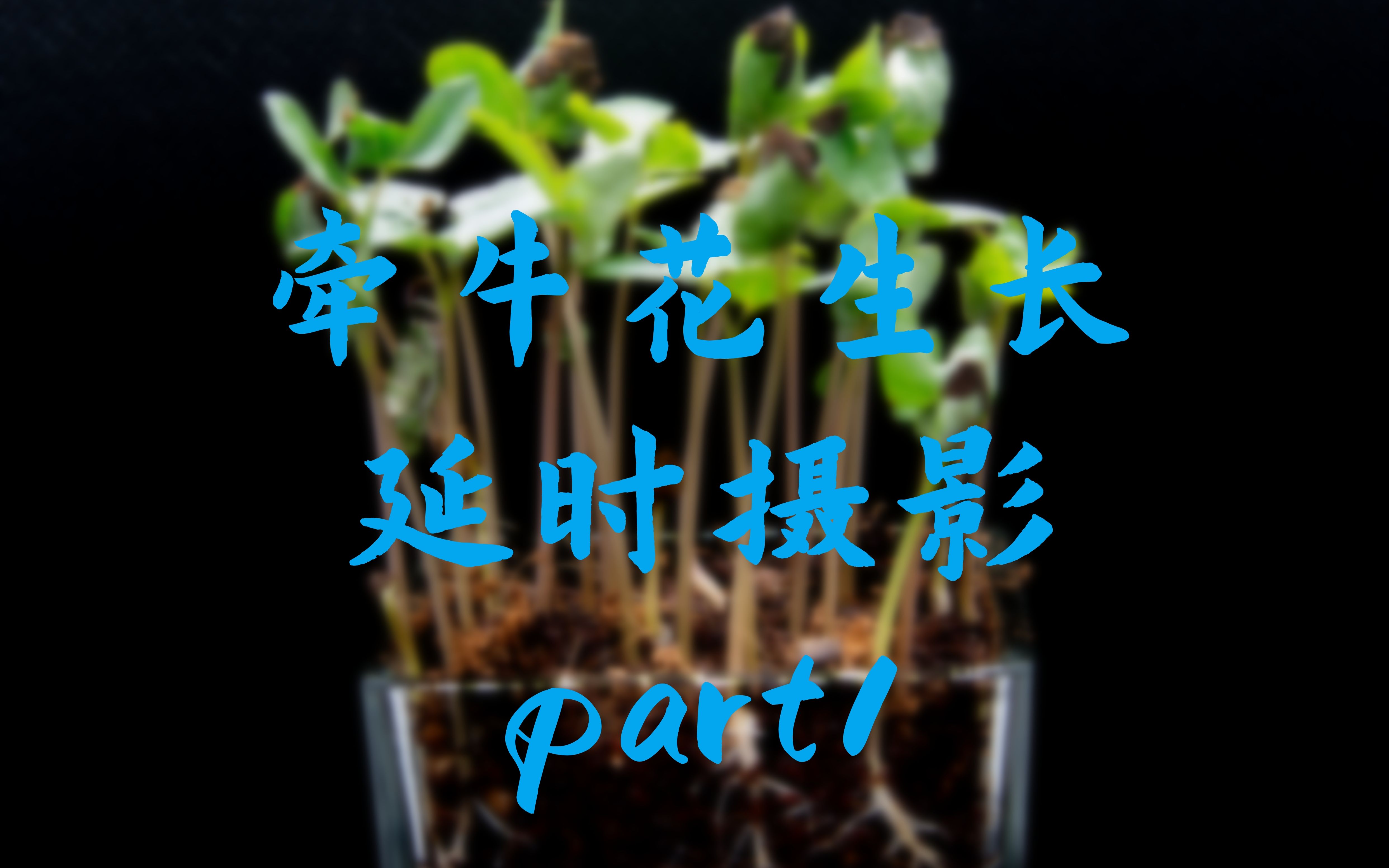 600张照片,间隔10分钟,用延时摄影记录牵牛花种子一周以来的生长变化