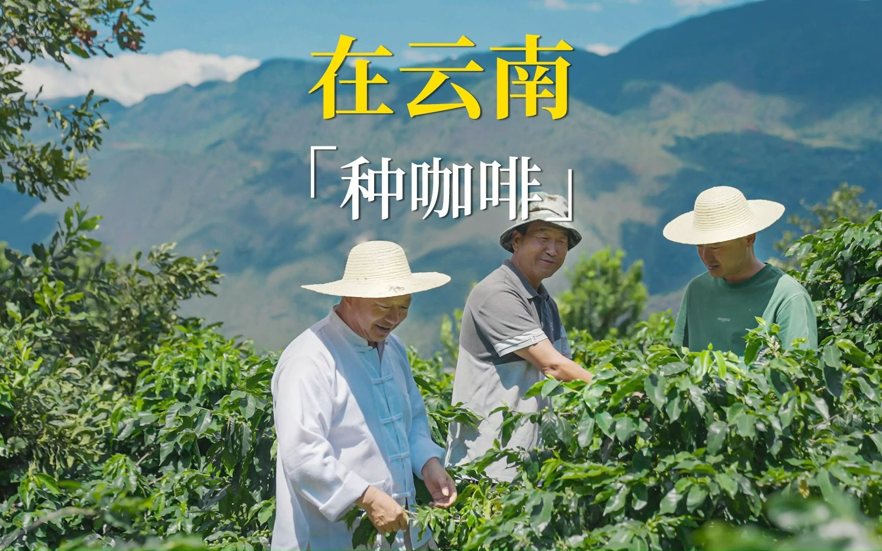 谁说国产咖啡没有精品?他带着云南老乡,种出个“中国咖啡第一村”。