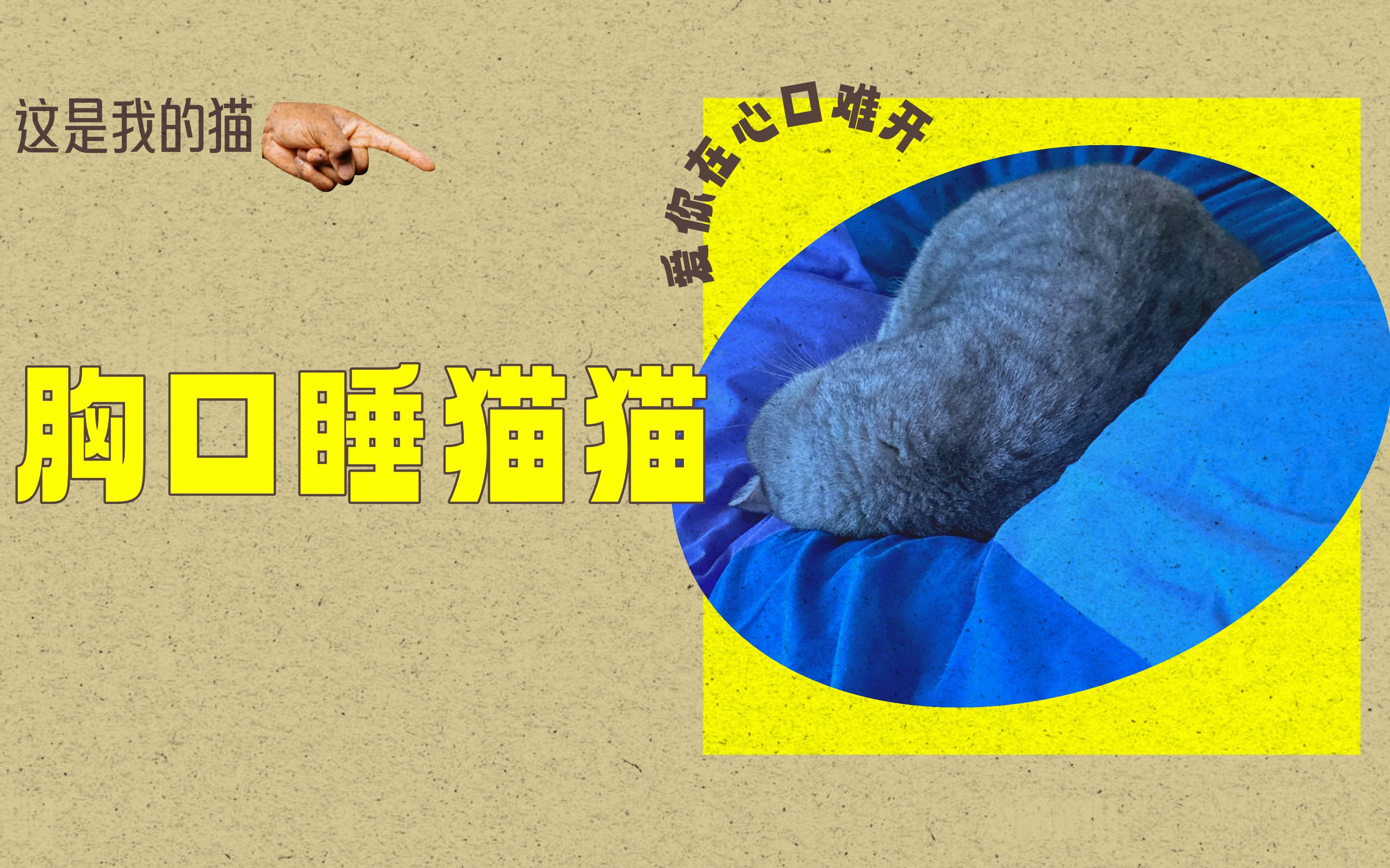 猫猪为啥睡胸口?ta是爱我吗?