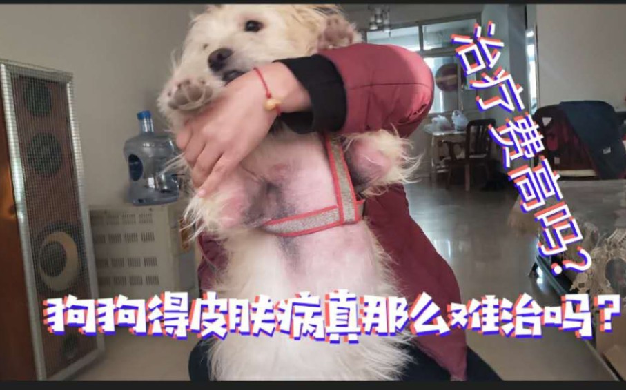 宠物得了皮肤病真那么难治吗?宠物医生带你了解螨虫性皮肤病